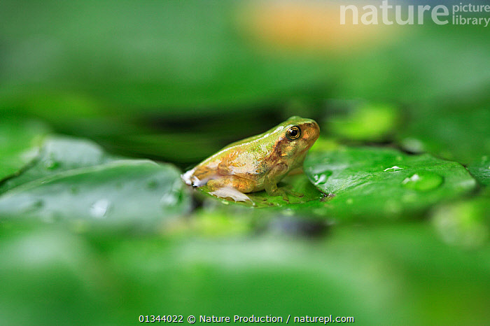 Frog Green Hyla Japonica Japanese Tree Frog (Hyla Japonica)