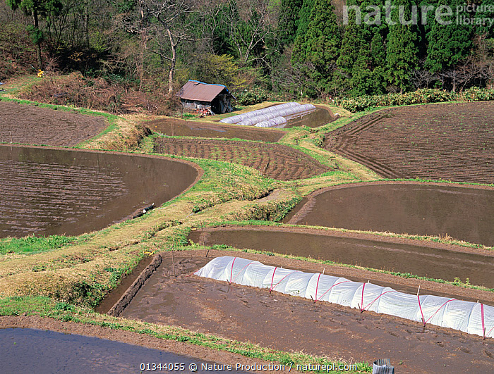 Stock photo of Aerial view of rice paddy fields (Oryza sativa) fixed ...