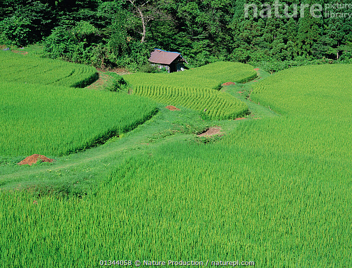 Stock photo of Aerial view of rice paddy fields (Oryza sativa) fixed ...