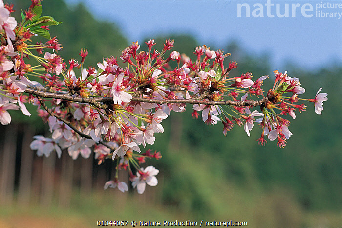 Stock photo of Cherry tree (Prunus / Cerasus sp) Shiga, Japan, spring ...