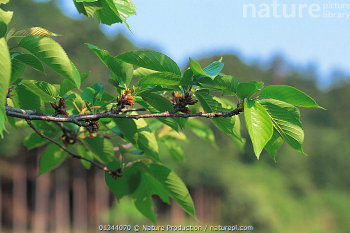 Stock photo of Cherry tree (Prunus / Cerasus sp) Shiga, Japan, spring ...
