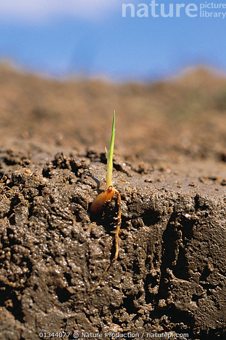 Stock photo of Rice (Oryza sativa) grain germinating with shoot and ...
