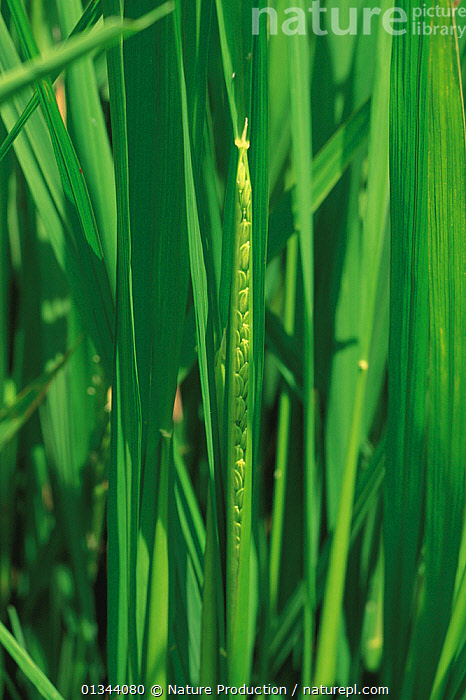 Stock photo of Rice (Oryza sativa) close up of developing flowers, bud ...