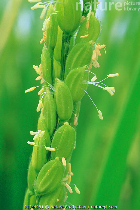 Stock photo of Rice (Oryza sativa) close up of flowers showing stamens ...
