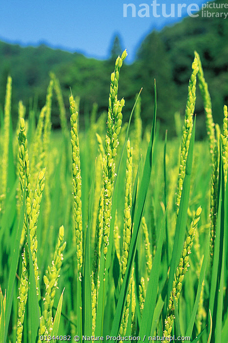 Stock photo of Rice (Oryza sativa) plants with flowers almost wilted ...