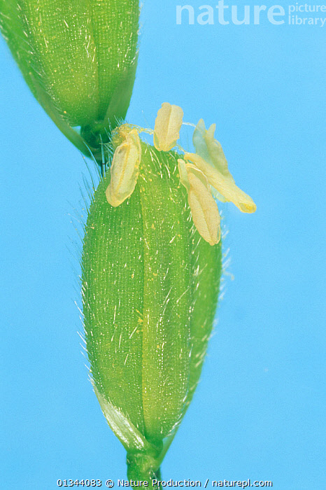 Stock photo of Rice (Oryza sativa) plant with flower with spicule ...
