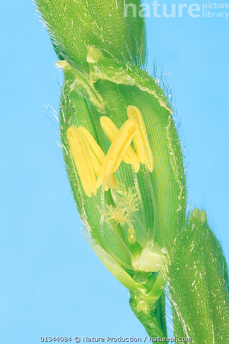 Stock photo of Rice (Oryza sativa) plant, boot stage, cross-section ...