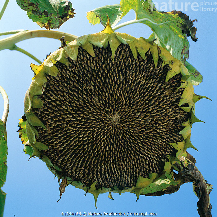 Stock photo of Sunflower (Helianthus annuus) head heavy with seeds ...