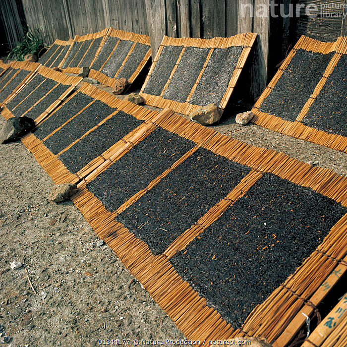 Stock photo of Drying (Porphyra sp) red algal seaweed for commercial ...