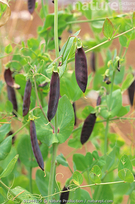 Stock photo of Garden Pea (Pisum sativum) plant with dark pea pods ...