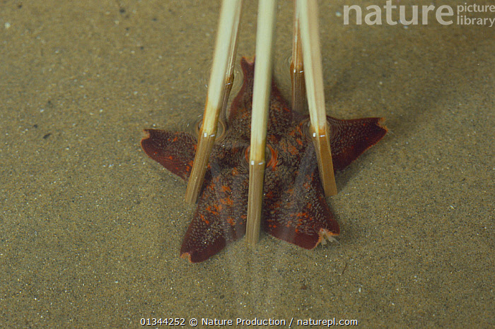 Stock photo of Seastar (Asterina pectinifera) sequence showing how ...