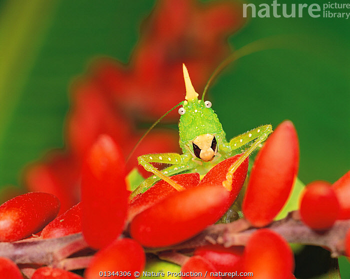 Stock photo of Conehead Katydid (Copiphora rhinoceros) on tropical ...