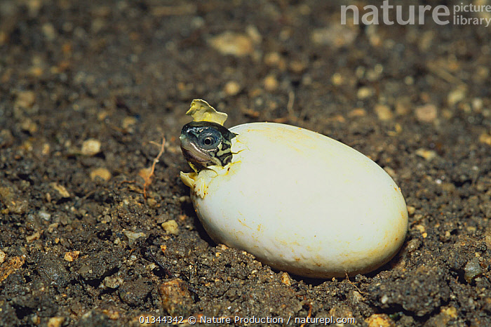 Stock photo of Reeves / Chinese pond turtle (Chinemys reevesii) egg ...