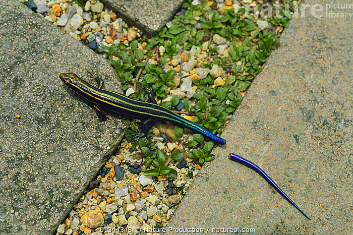 Stock photo of Japanese five lined skink (Eumeces japonicus) after ...