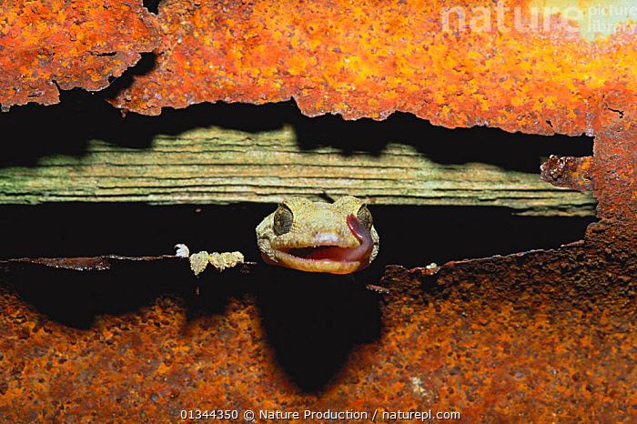 Stock photo of Japanese Gecko (Gekko japonicus) with tongue out ...