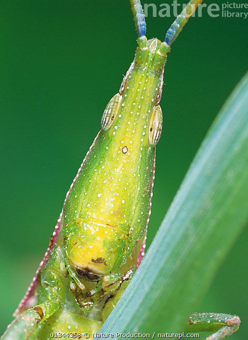 Stock photo of Smaller longheaded locust (Atractomorpha lata) portraits ...