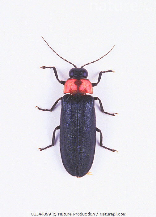 Stock photo of Japanese firefly (Luciola cruciata) Japan. Available for ...