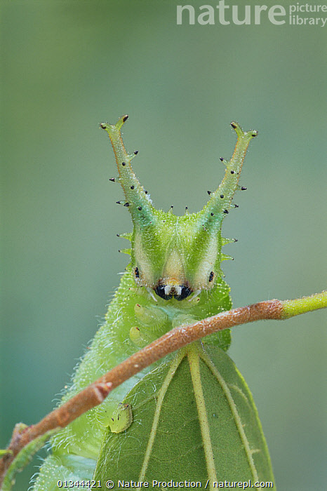 Stock photo of Portrait of caterpillar larva of Japanese emperor ...