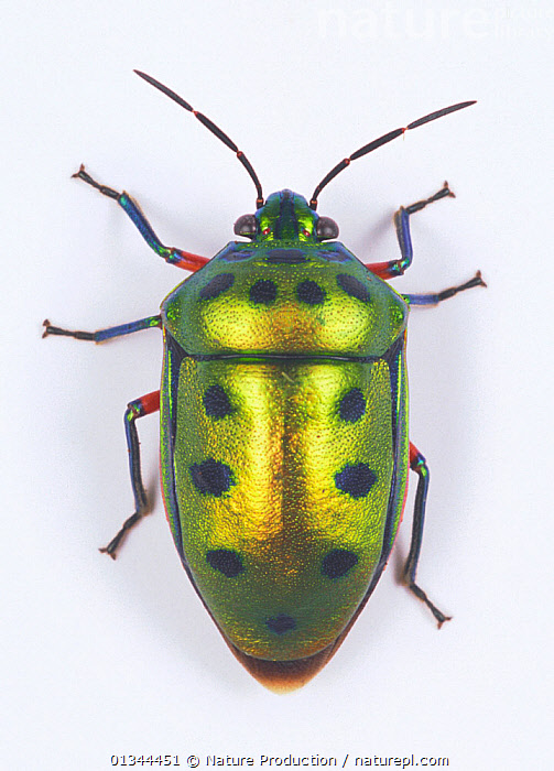 Stock photo of Shieldbug (Calliphara nobilis / exellens) Japan ...