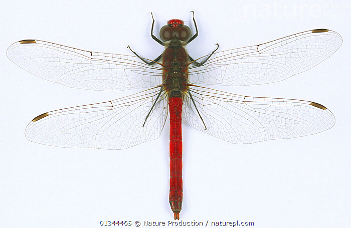 Stock photo of Common skimmer dragonfly (Sympetrum darwinianum) male ...