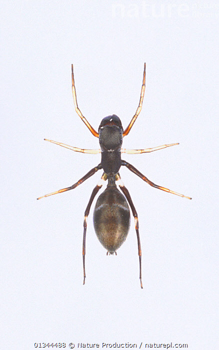 Stock photo of Ant-mimic spider (Myrmarachne japonica) female, Japan ...