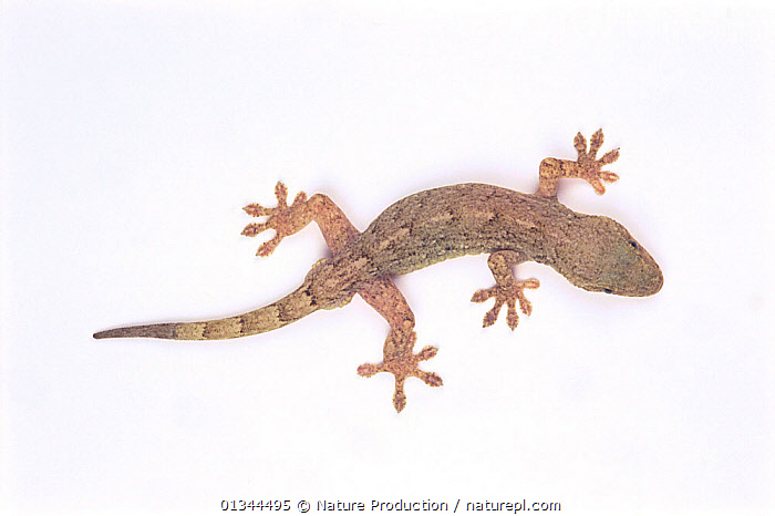 Stock photo of Japanese Gecko (Gekko japonicus) Japan. Available for ...
