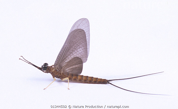 Stock photo of Mayfly (Isonychia japonica) subimago, Japan. Available ...
