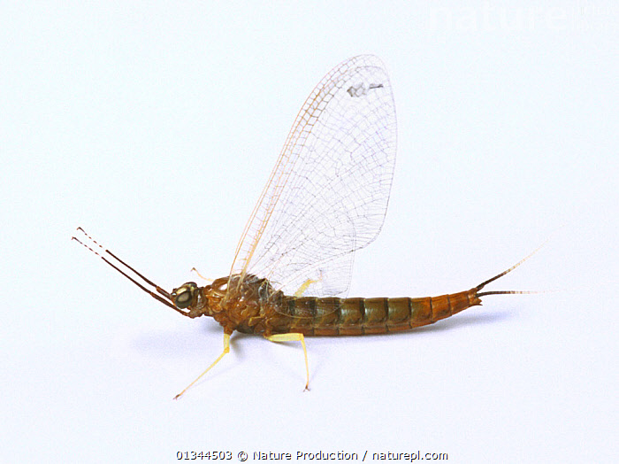Stock photo of Mayfly (Isonychia japonica) imago, Japan. Available for ...