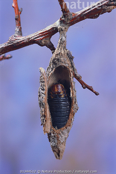 Stock photo of Pupa inside Bagworm Moth's cocoon (Eumeta japonica ...