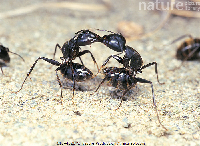 Stock photo of Japanese black carpenter ants (Camponotus japonicus ...