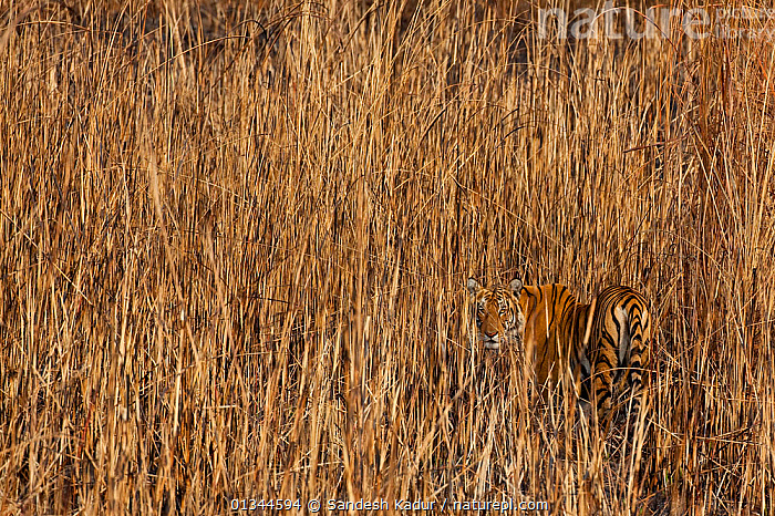 Stock photo of Tiger (Panthera tigris) camouflaged amongst tall grass ...