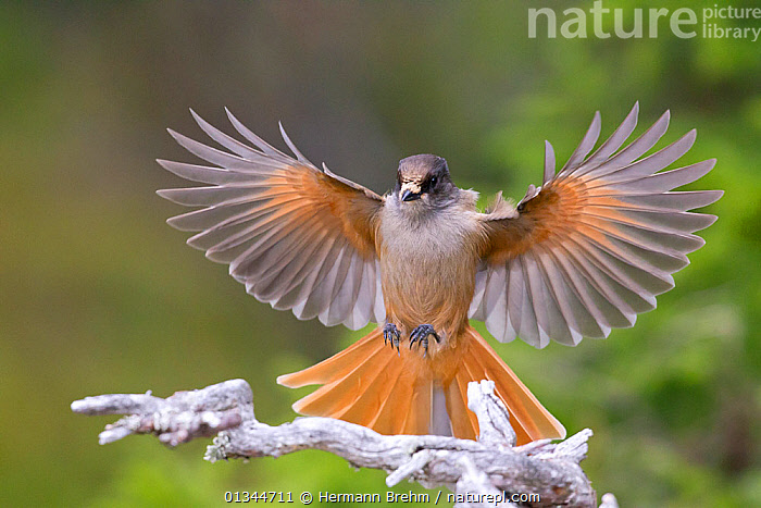 Stock photo of Siberian Jay (Perisoreus infaustus) alighting on a ...