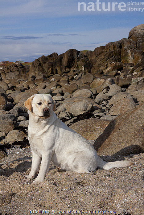 Stock photo of Yellow Labrador Retriever sitting on sand along rocky ...