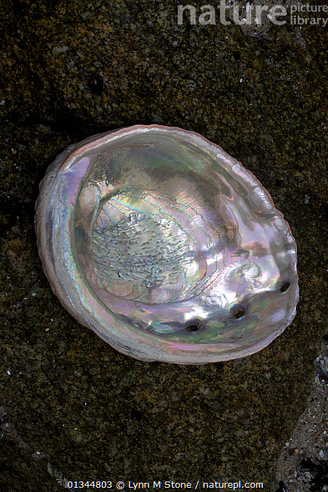 Stock photo of A Red Abalone (Haliotis rufescens) shell. California ...