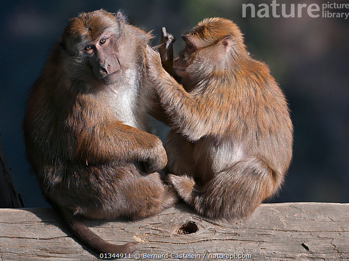 Stock photo of Two Assamese Macaque (Macaca assamensis) mutually ...