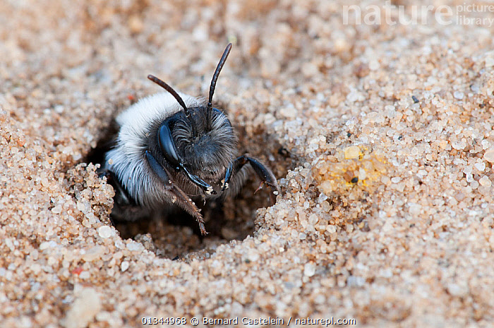 Stock photo of Ashy Mining Bee (Andrena cineraria) burrowing in sand ...