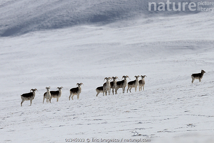 Stock photo of A herd of Marco Polo Sheep (Ovis ammon polii) alerted to ...