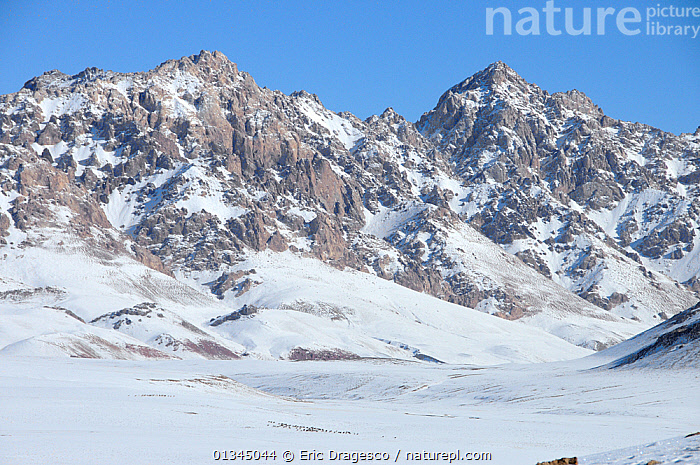 Stock photo of A herd of Marco Polo Sheep (Ovis ammon polii) at the ...