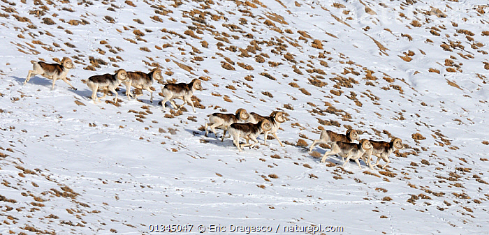 Stock photo of A herd of Marco Polo Sheep (Ovis ammon polii) traversing ...