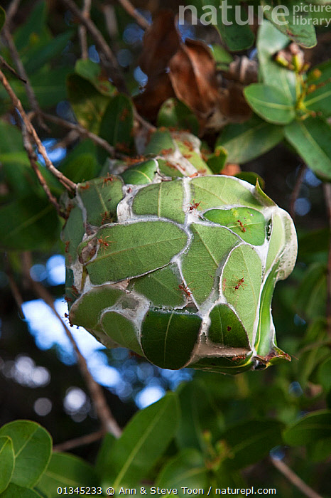 Stock photo of Leaf nest of the Tailor / Weaver ant (Oecophylla ...