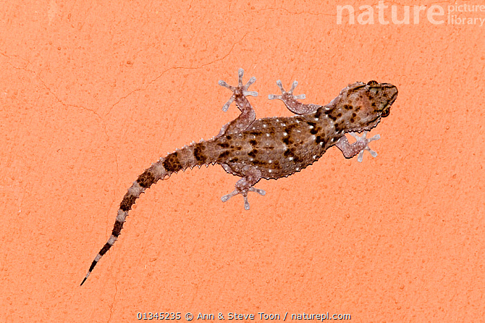 Stock photo of Bibron's gecko (Pachydactylus bibronii) Kgalagadi ...