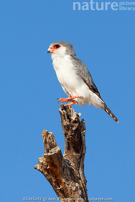Stock photo of African pygmy falcon (Polihierax semitorquatus) male ...
