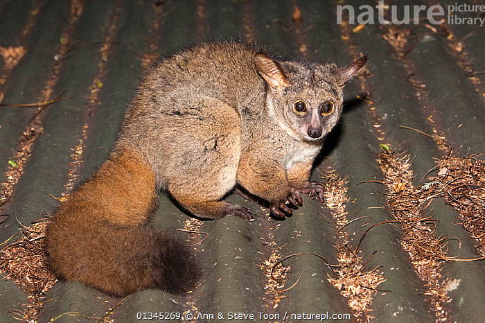 Stock photo of Thicktailed greater bushbaby / Greater galago (Otolemur ...