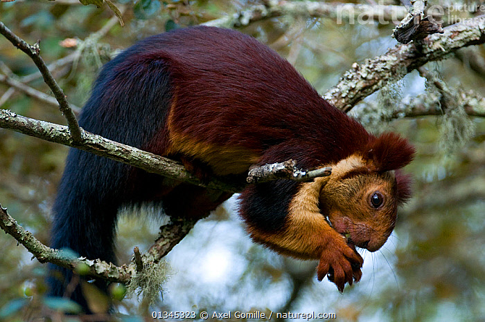 Stock photo of Indian Giant / Giant Malabar Squirrel (Ratufa indica ...