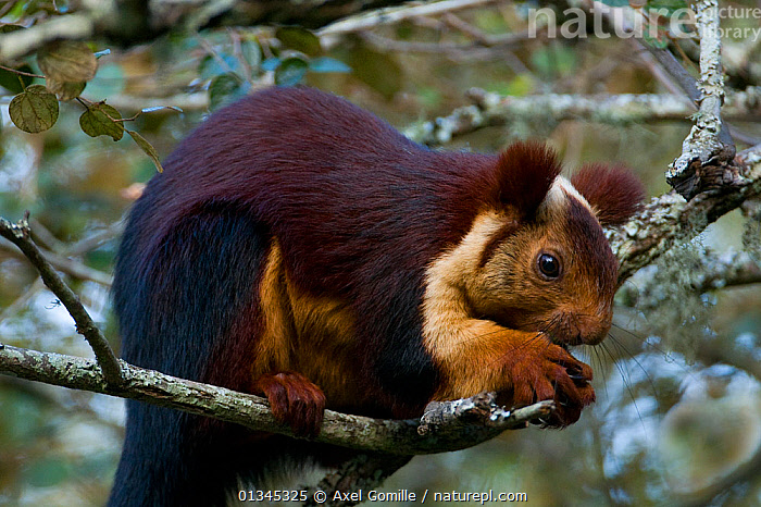 Stock photo of Indian Giant / Giant Malabar Squirrel (Ratufa indica ...