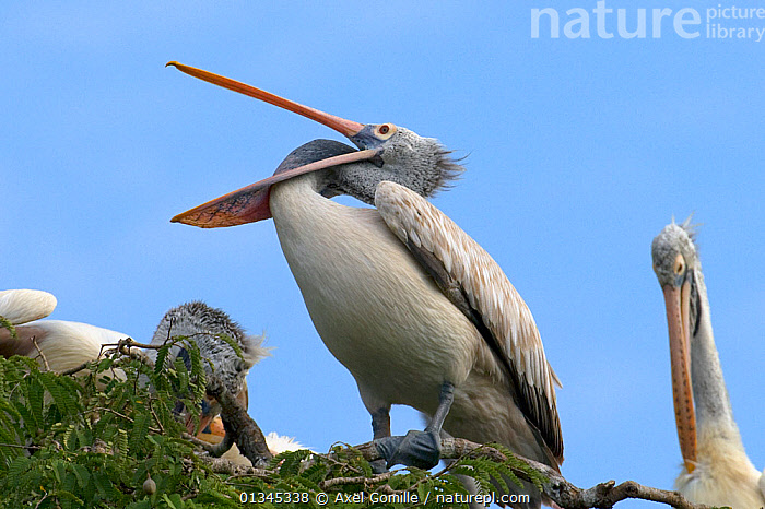 Stock photo of Spot-billed Pelican / Grey Pelican (Pelecanus ...