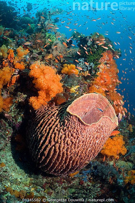 Sponge Coral Earth's Oldest Underwater Fortress”: This
