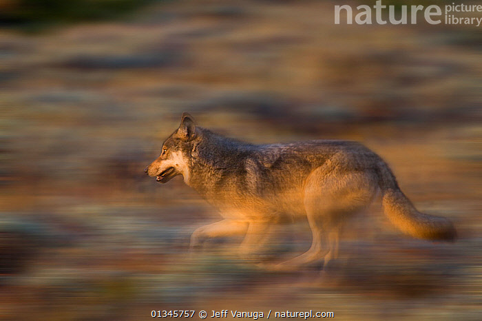 Stock photo of Gray Wolf (Canis lupus) running. Grand Teton National ...