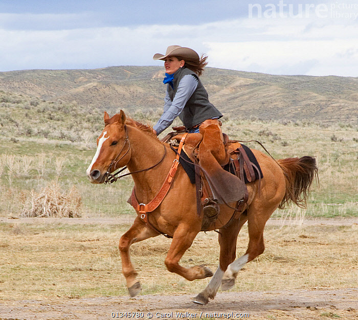 Stock photo of Female cowboy galloping on horse, Sombrero Ranch ...
