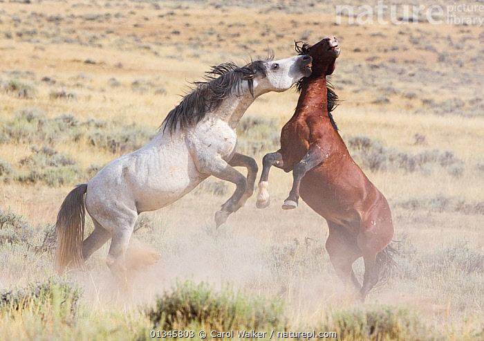 Stock photo of Wild Horses / mustangs, two stallions rearing up ...